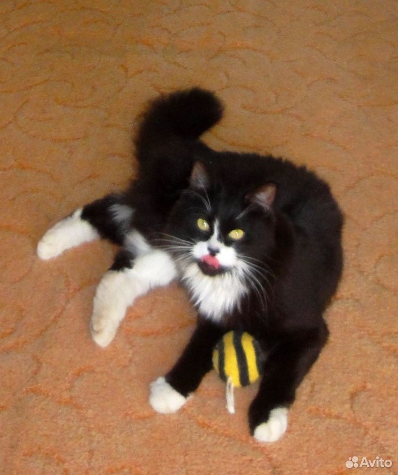 Сибирский котик