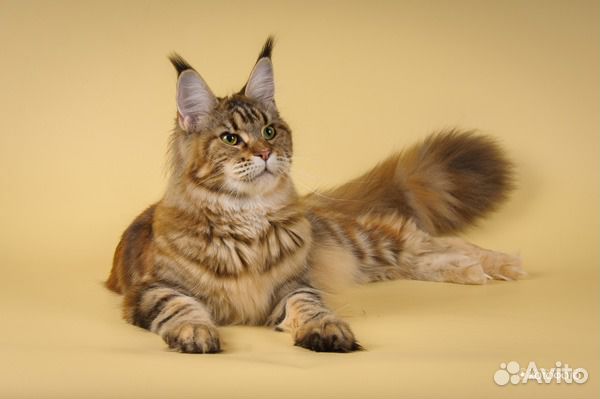 Котятки-кунятки