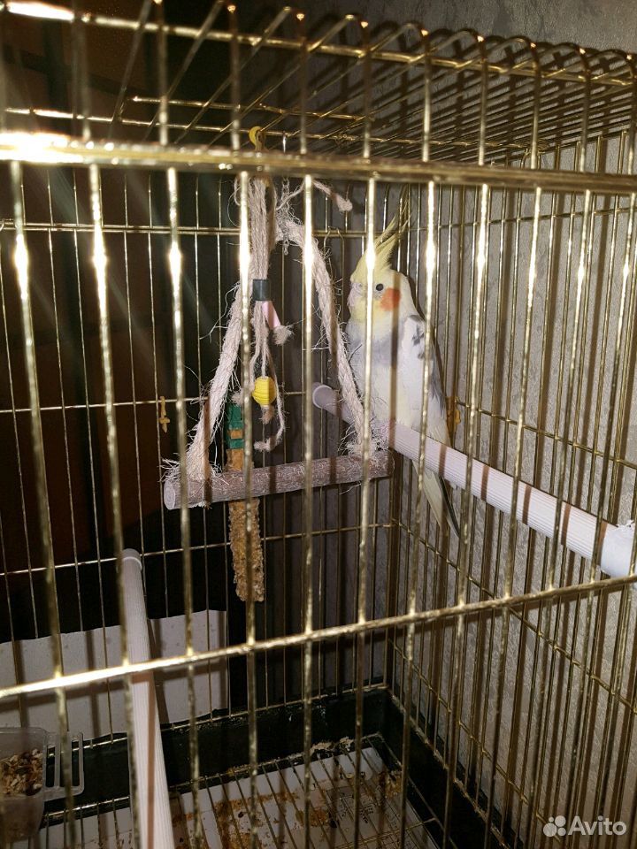 Попугай корелла