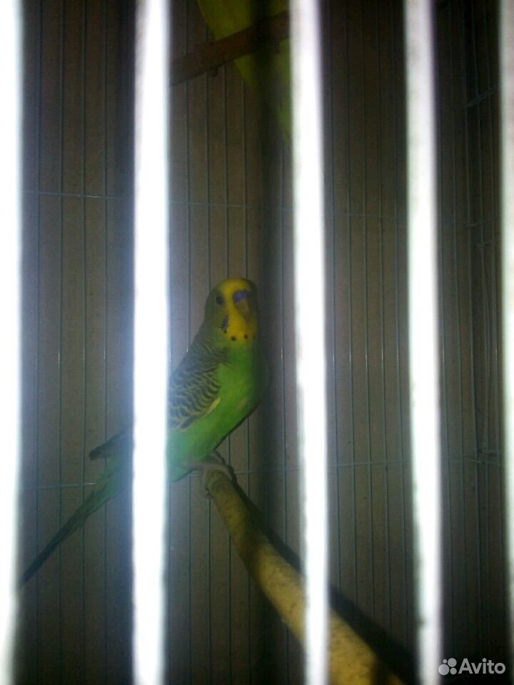 Обмен попугая