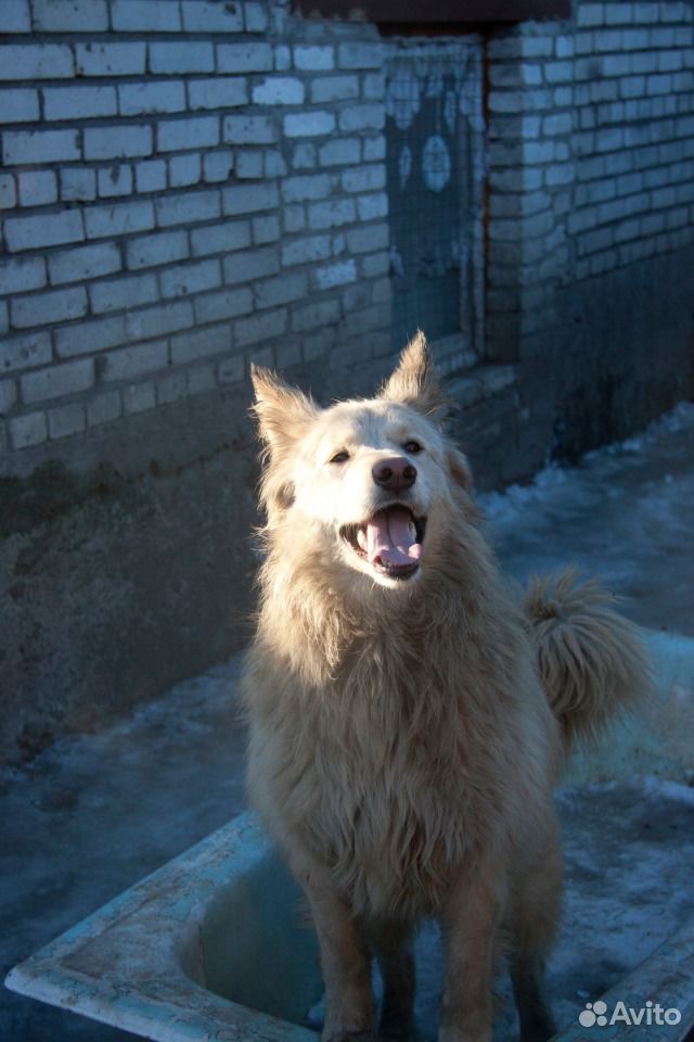 Шебутная и добрая Лесси в дар