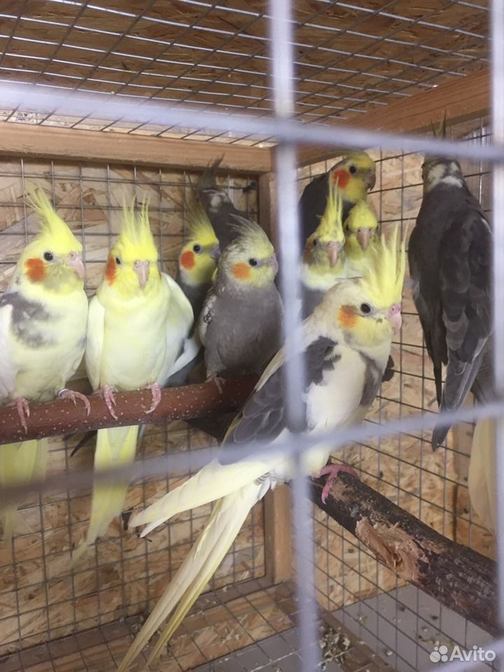 Попугай корелла, волнистый