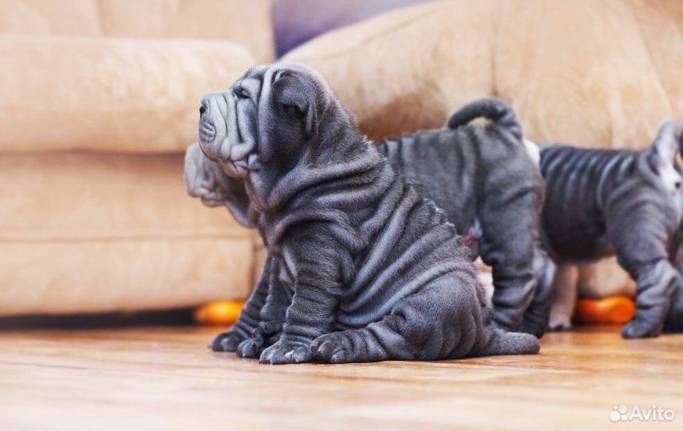 Талисман Нового года