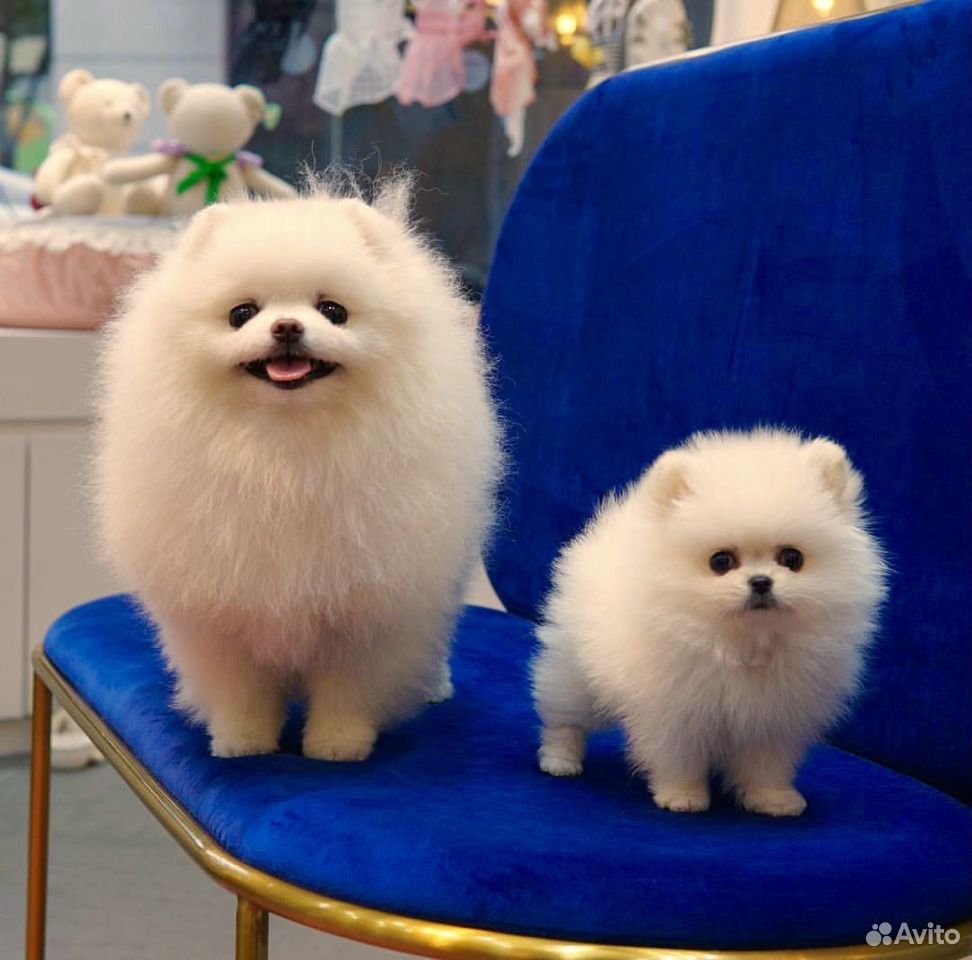 Самые красивые доставка на дом мини мишки шпицы