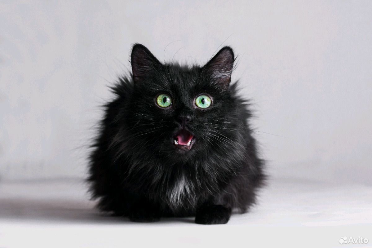 Кошечка Маруся ищет любящую семью