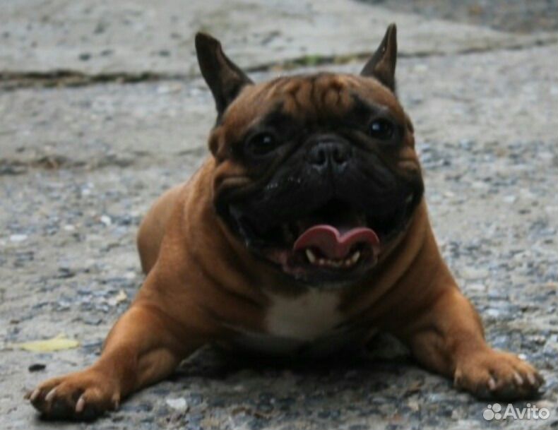 Огненный мальчик для вязок