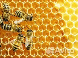 Пчелы