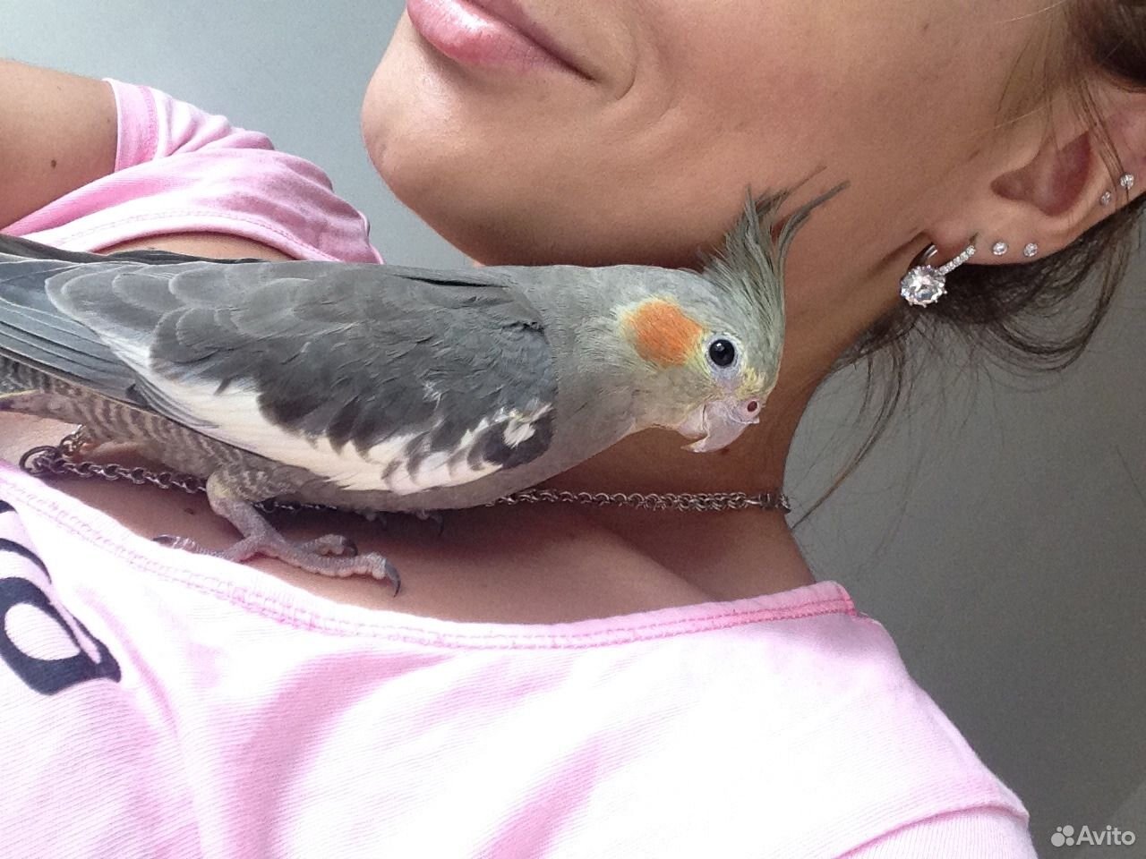 Птенчики Кореллы- Нимфы домашнего разведения