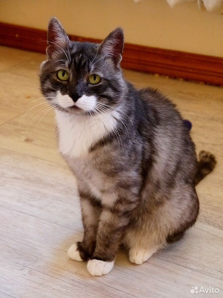Кот Лорд