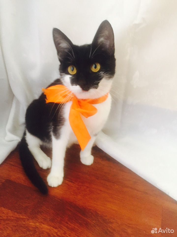Котёнок девочка
