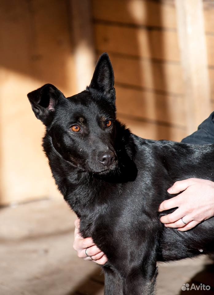 Отдаю в добрые руки черную красавицу собаку Дану