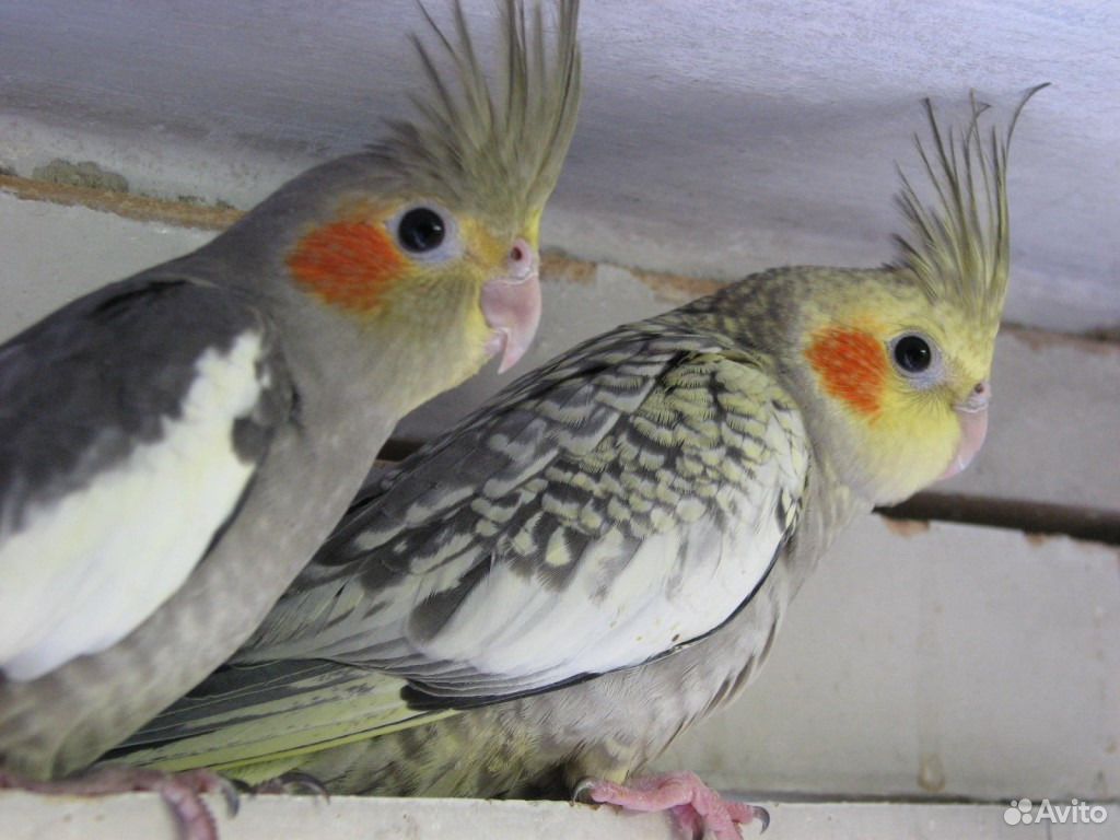 Продаются Молодый Попугаи Корелла