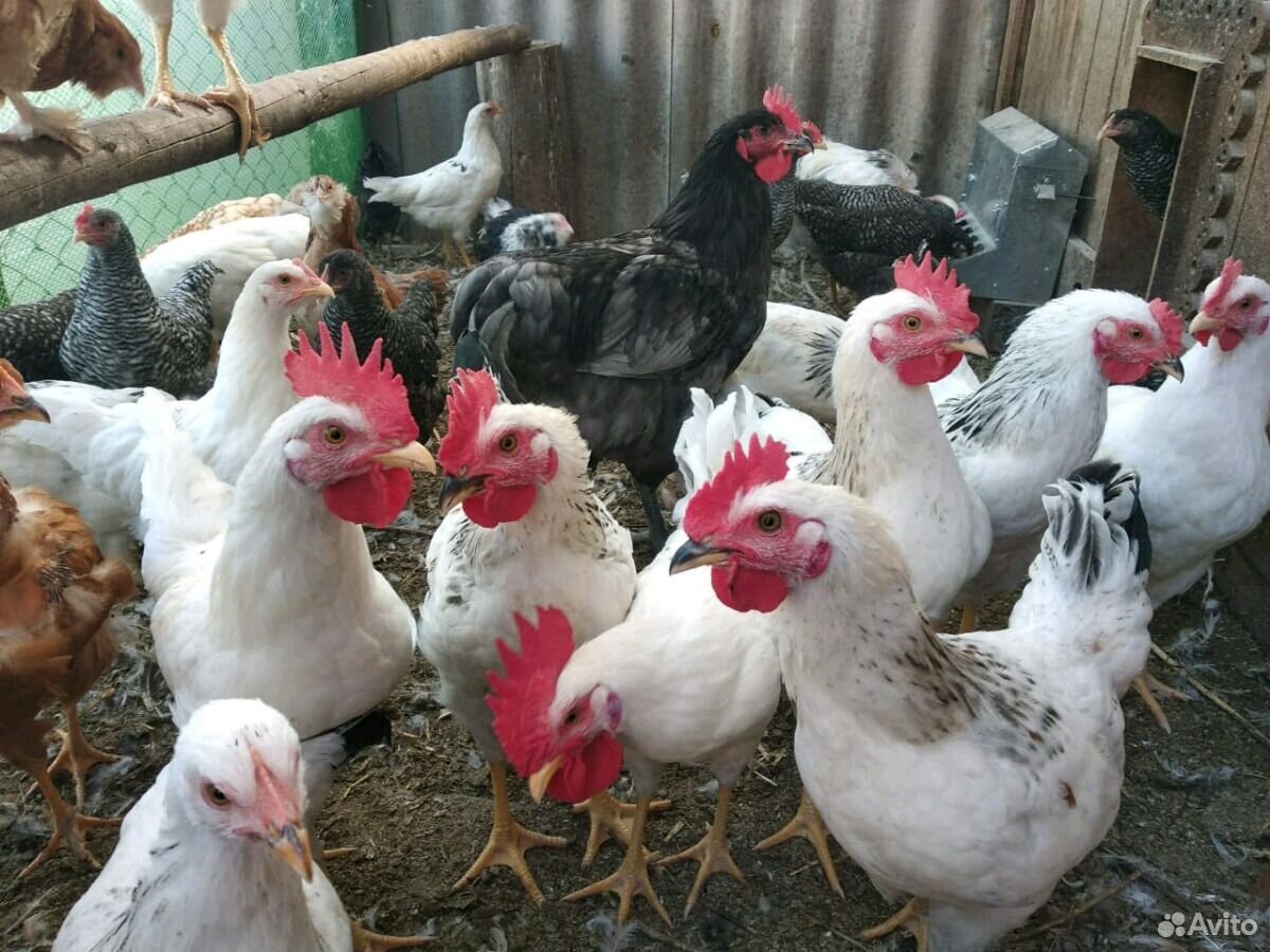 Семья восемь курочек и петух, возможен обмен