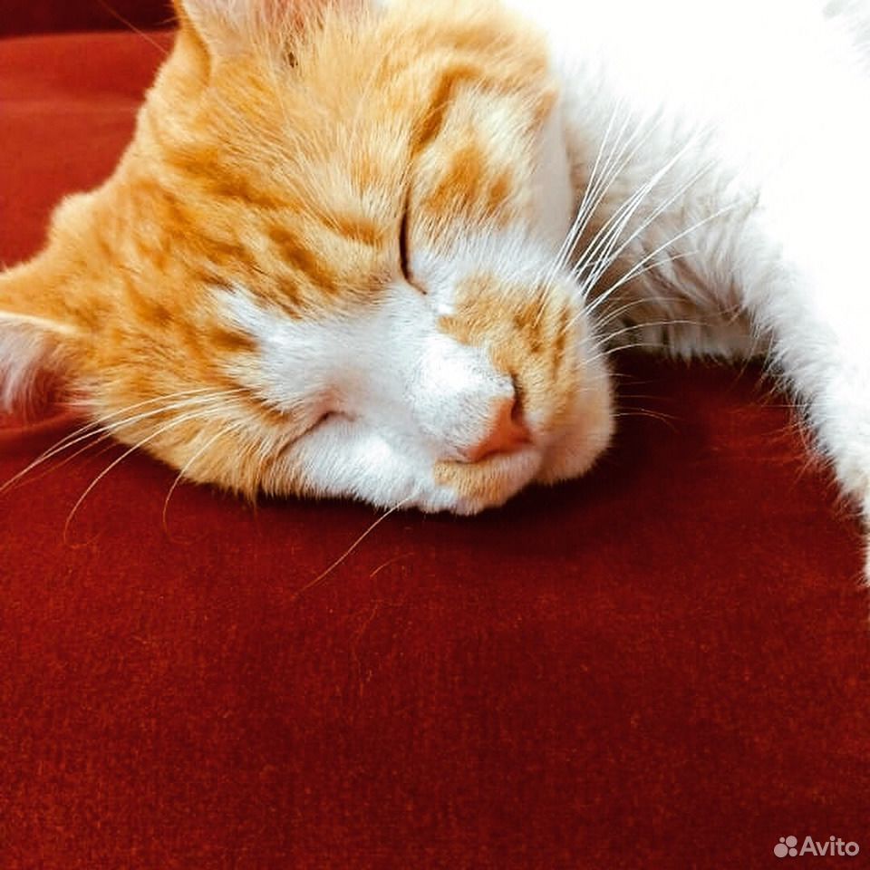 Котёнок мейн-кун в добрые руки