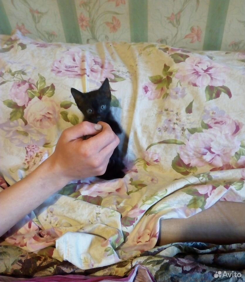 Отдам котенка