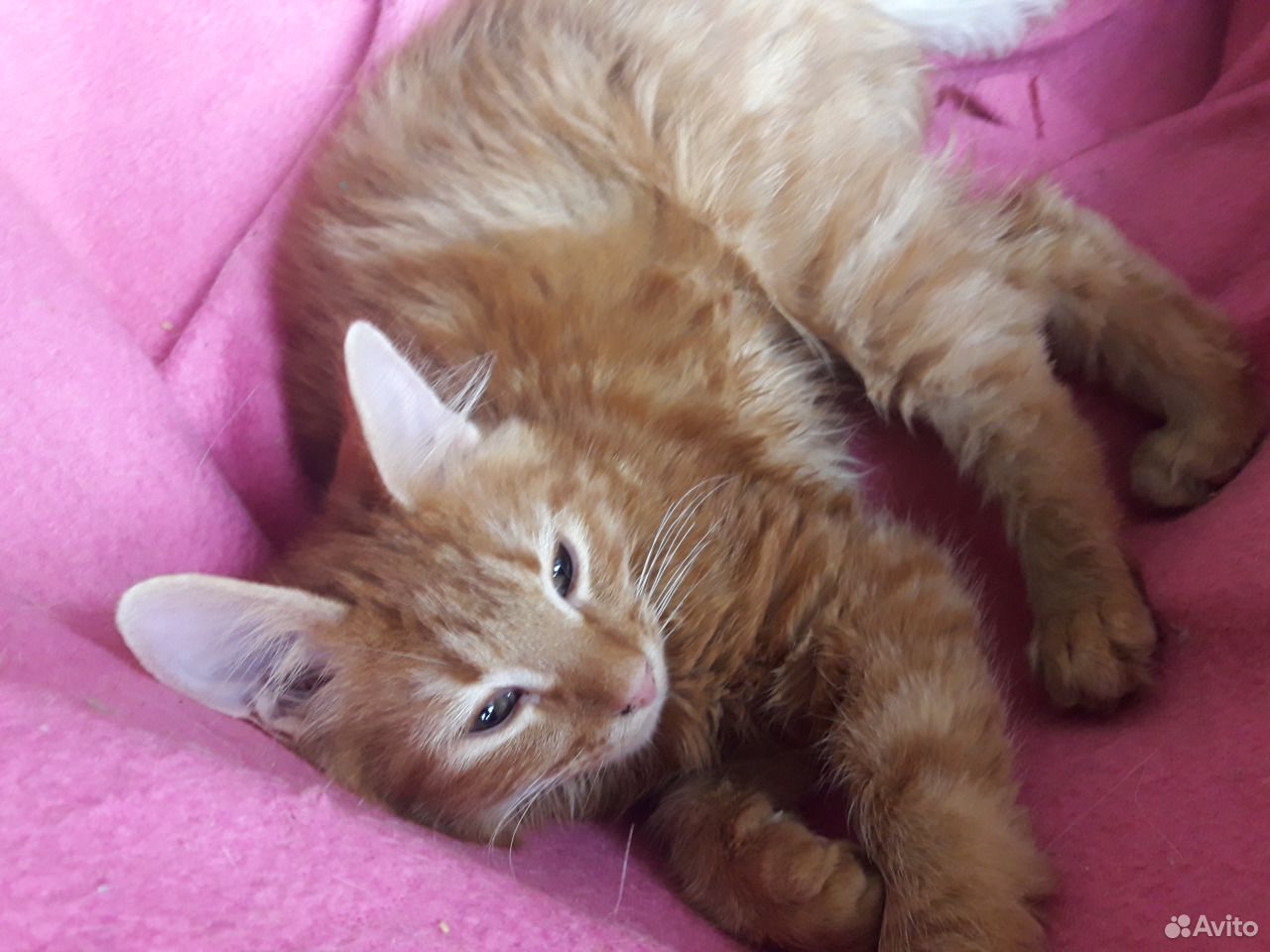 Рыжий шалунишка