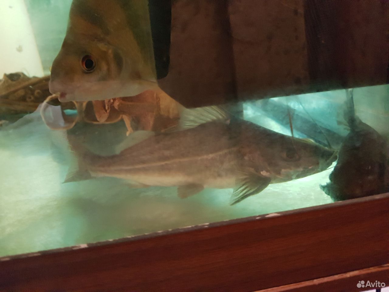 Аквариумные рыбки