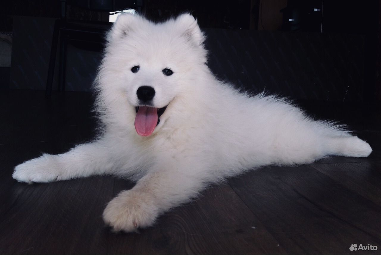 Белый мишка самоед