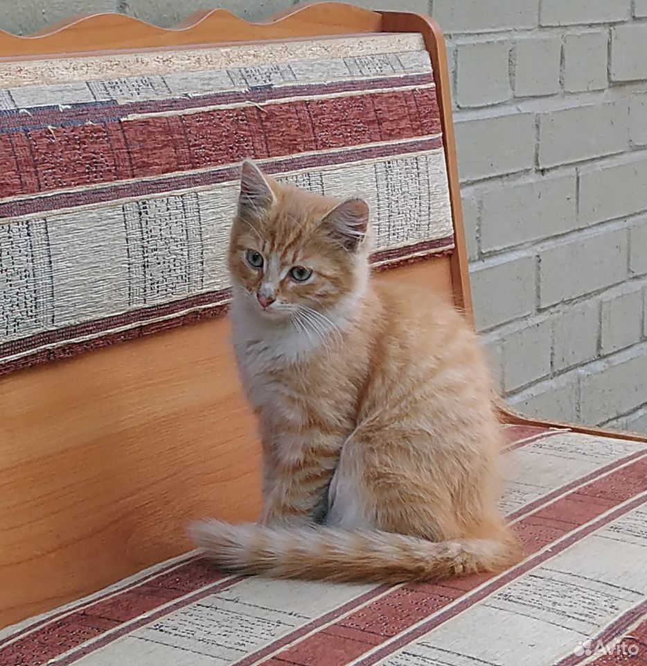 Рыжее солнышко