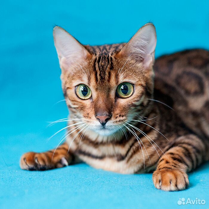 Бенгалка Аиша в поисках семьи