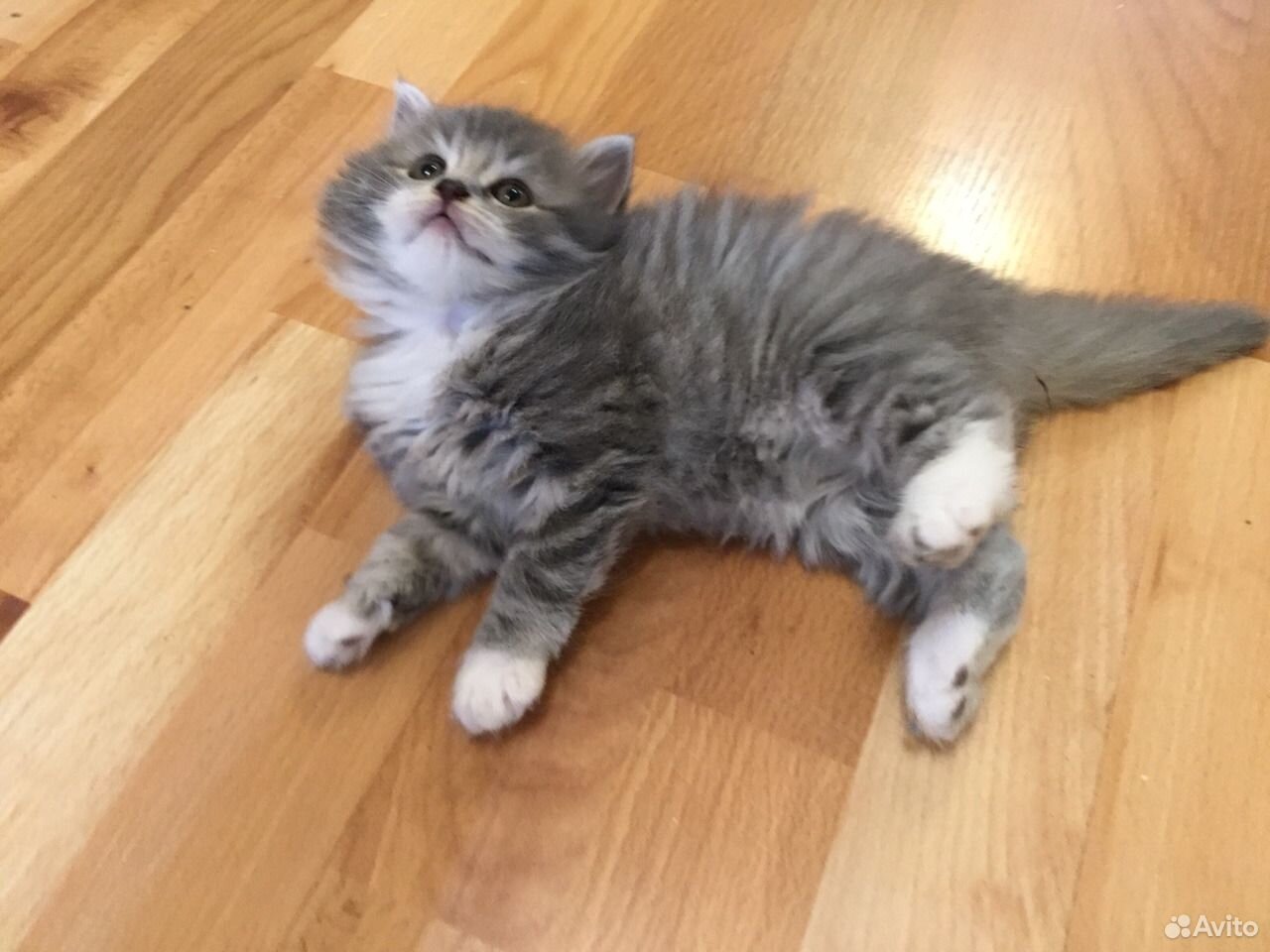 Хайленд Страйт