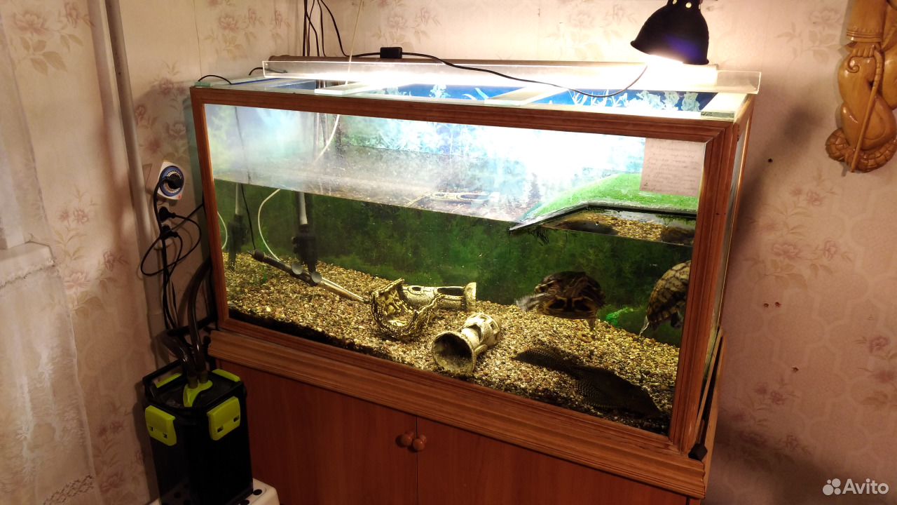 Черепахи красноухие в аквариуме с полным набором