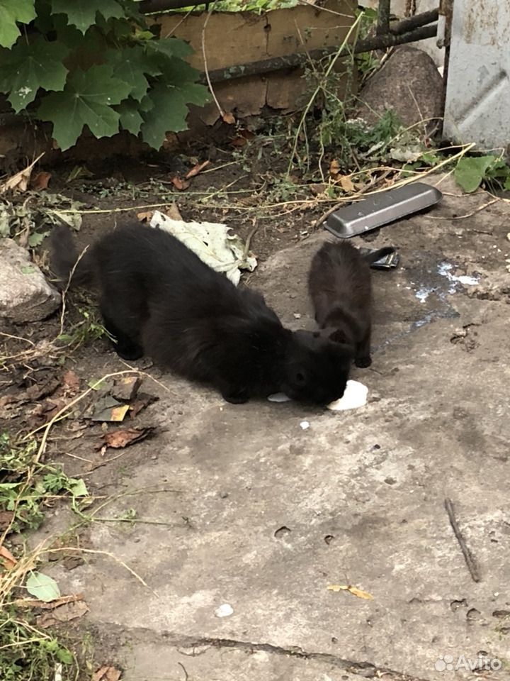 Беременная кошка ищет дом