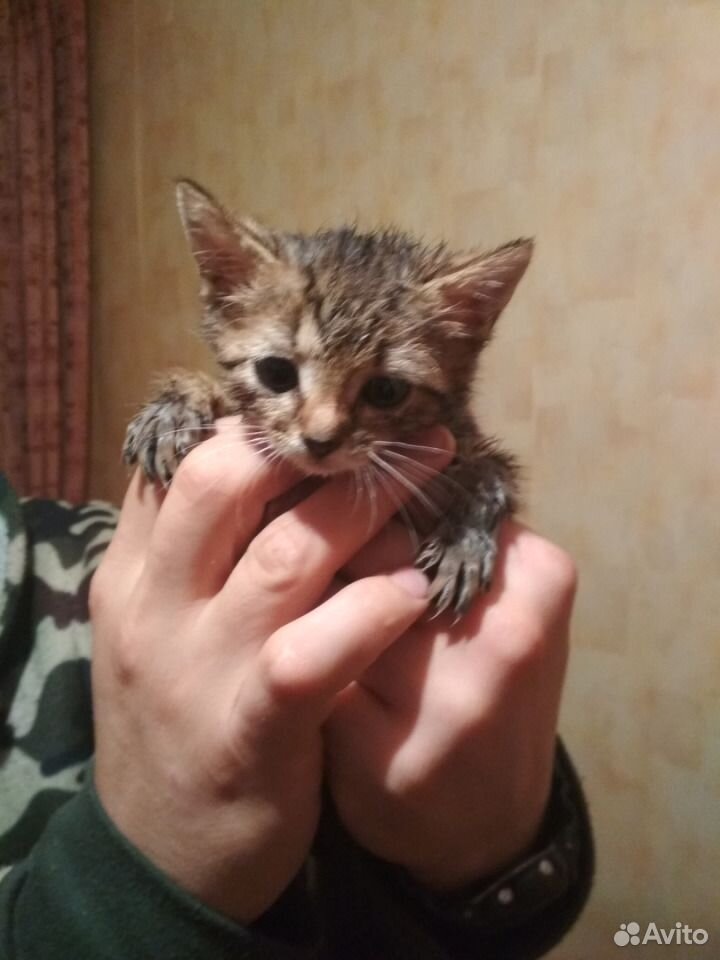 5 симпатичных котят.В дар