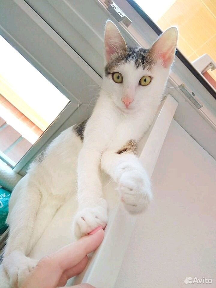 Метис ориентала Тиша в дар