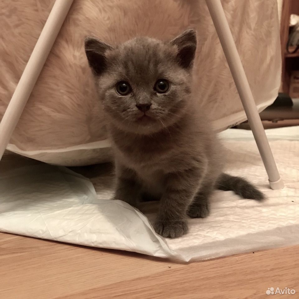 Котёнок Девочка