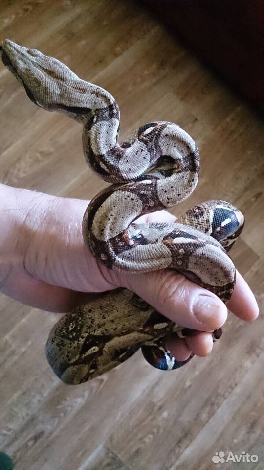 Императорский удав