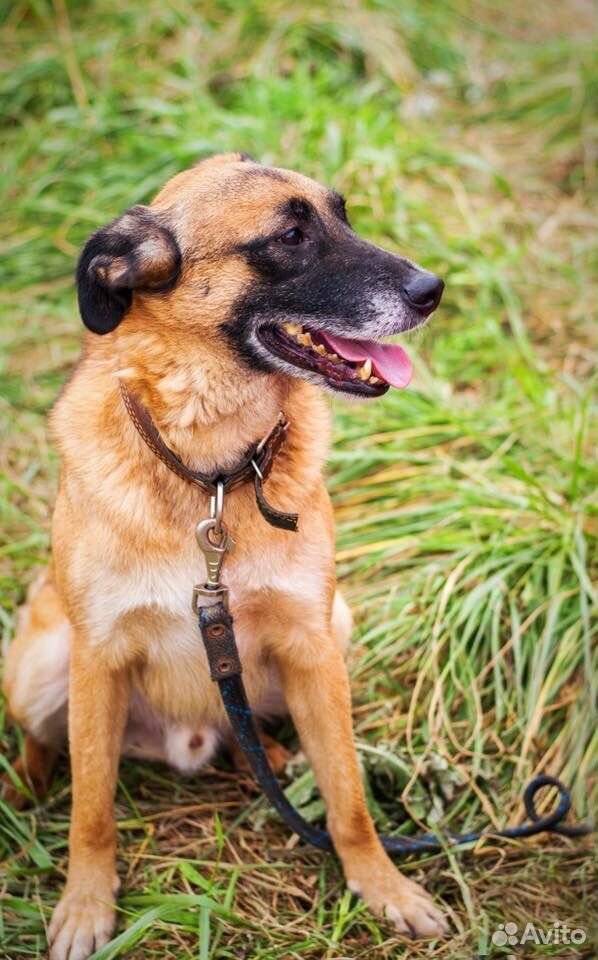 Веселый пес - Попрыгун в дар