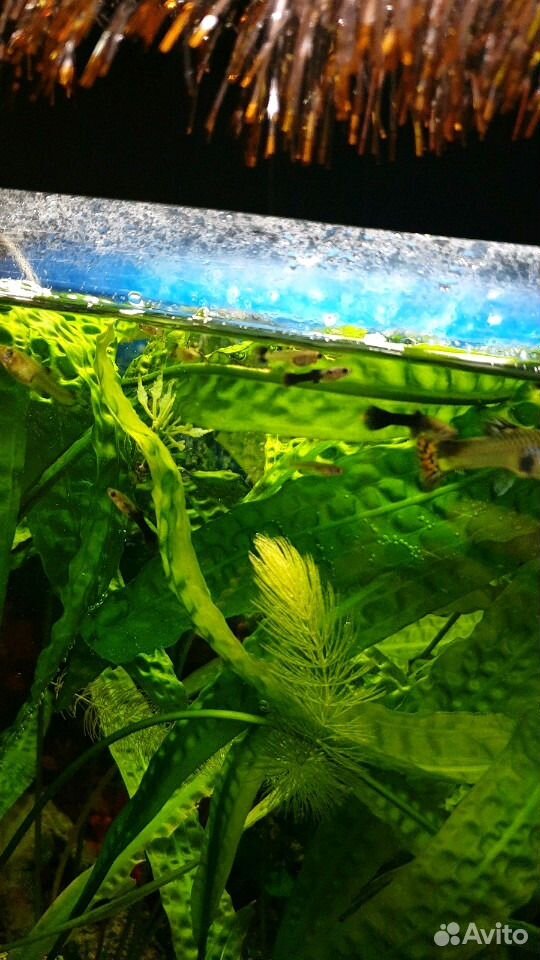 Аквариумные рыбки