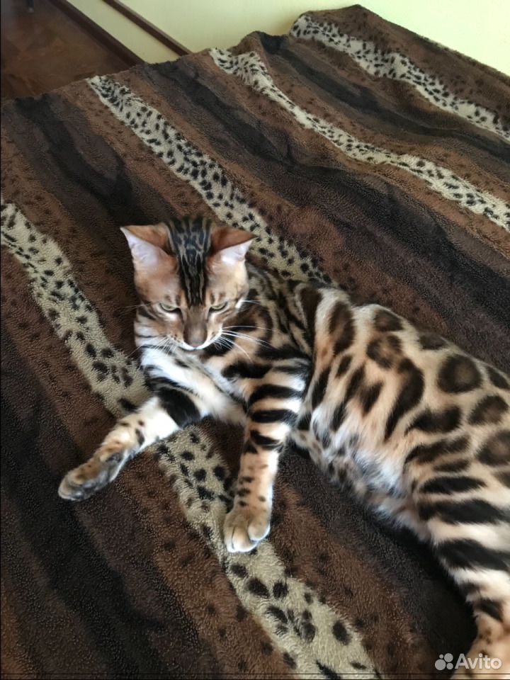 Вязка с бенгальским котом