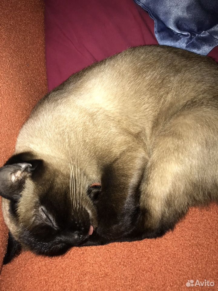 Вязка меконгский бобтейл