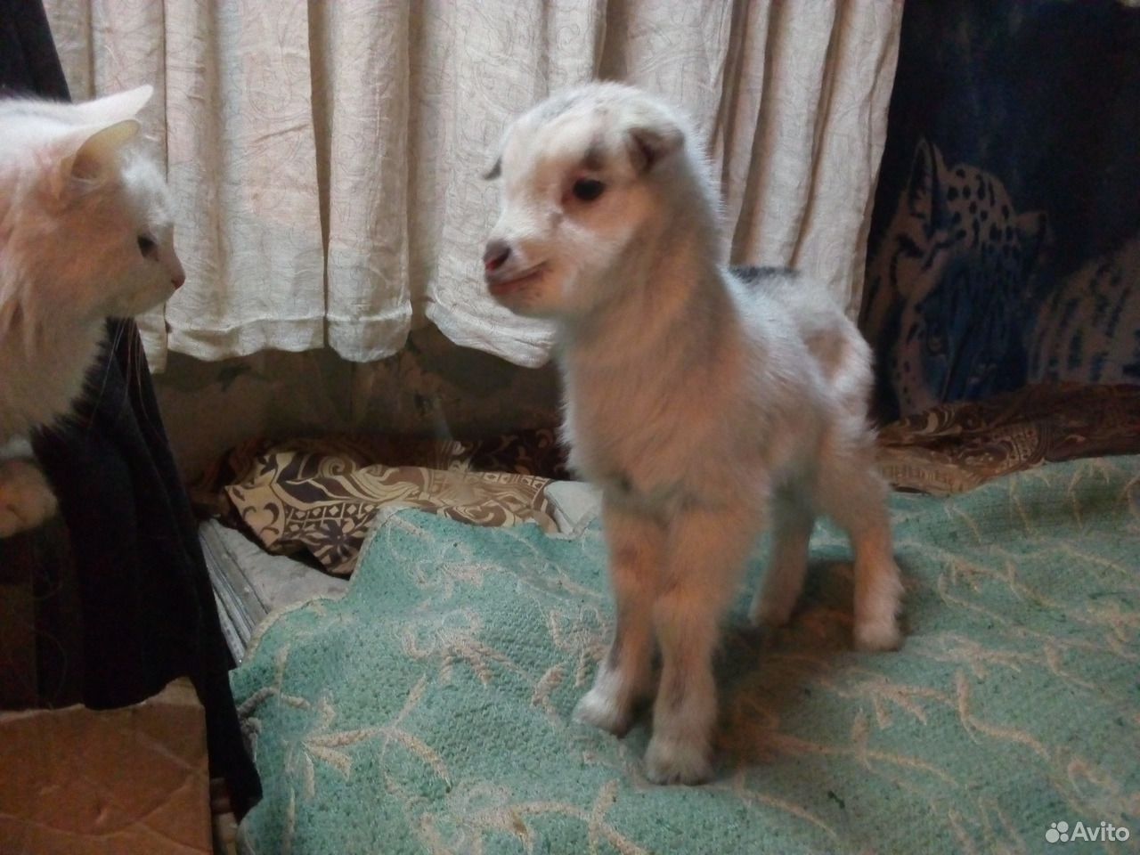 Меняю козочку,поросят на инкубатор