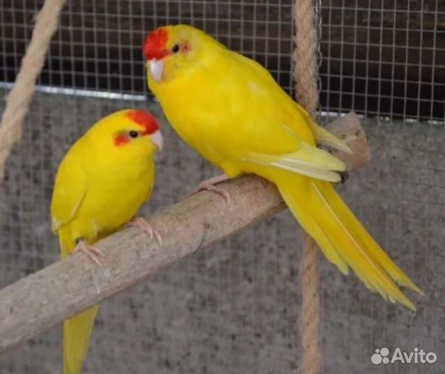 Какарик, новозеландский прыгающий попугай