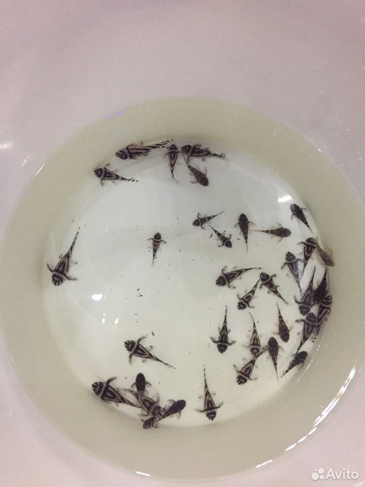 Hypancistrus zebra l-046 (зебра сом)