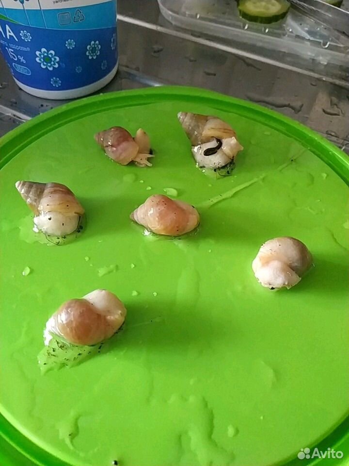 Улитка Ахатина Альбинос