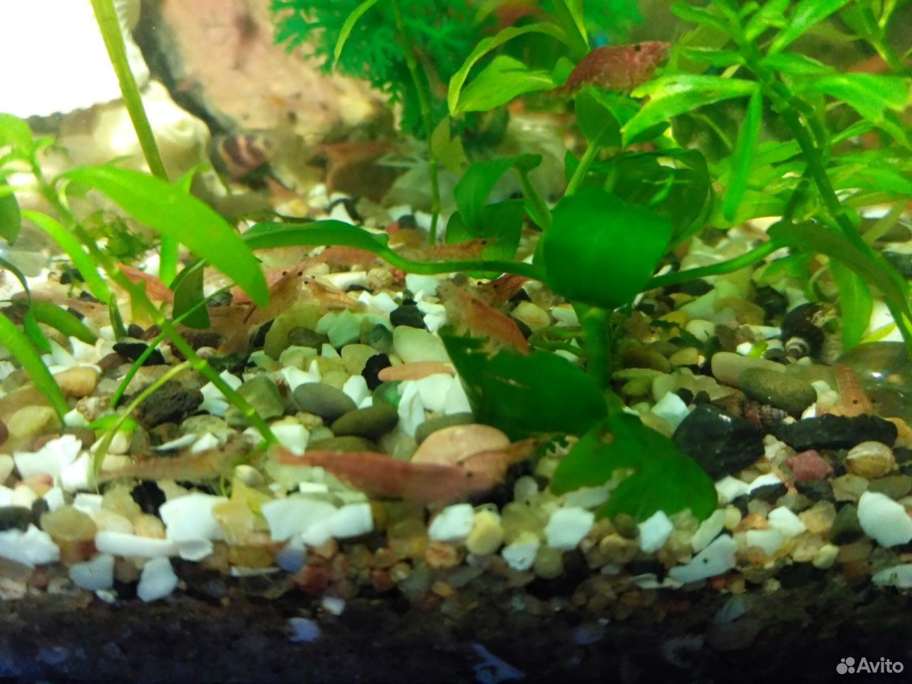 Криветки вишня