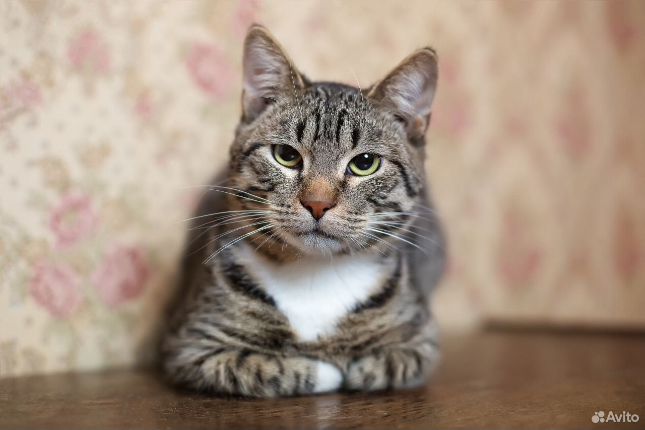 Которебенок Рокки