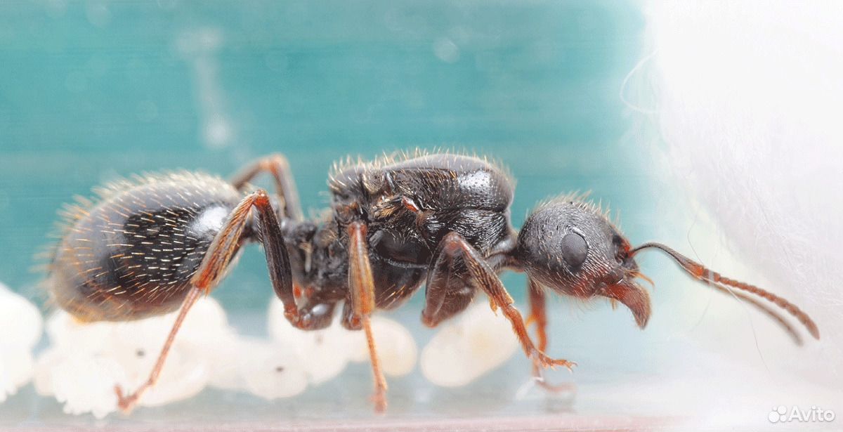 Муравьи. Messor structor, Camponotus vagus