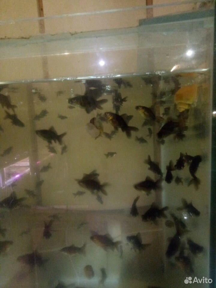 Аквариумные рыбки