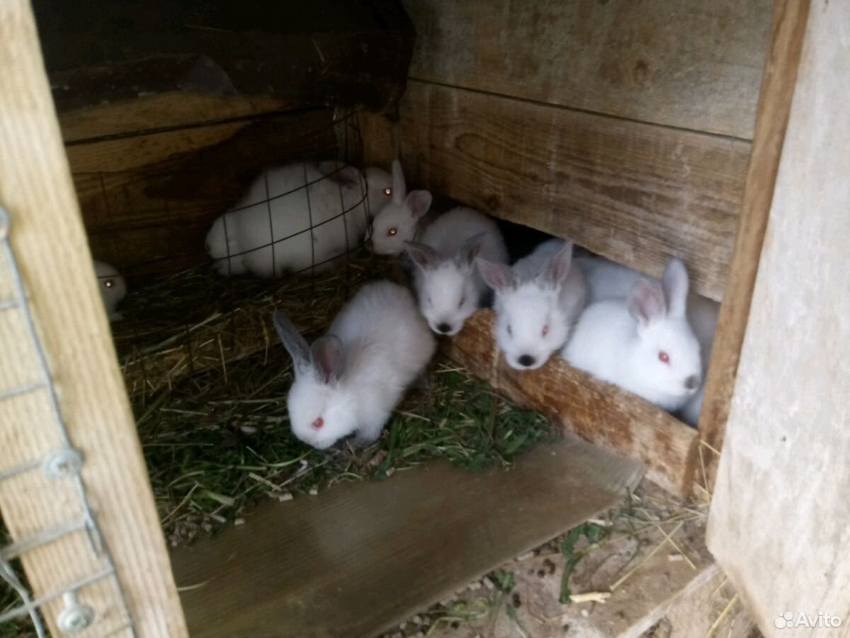 Крольчата