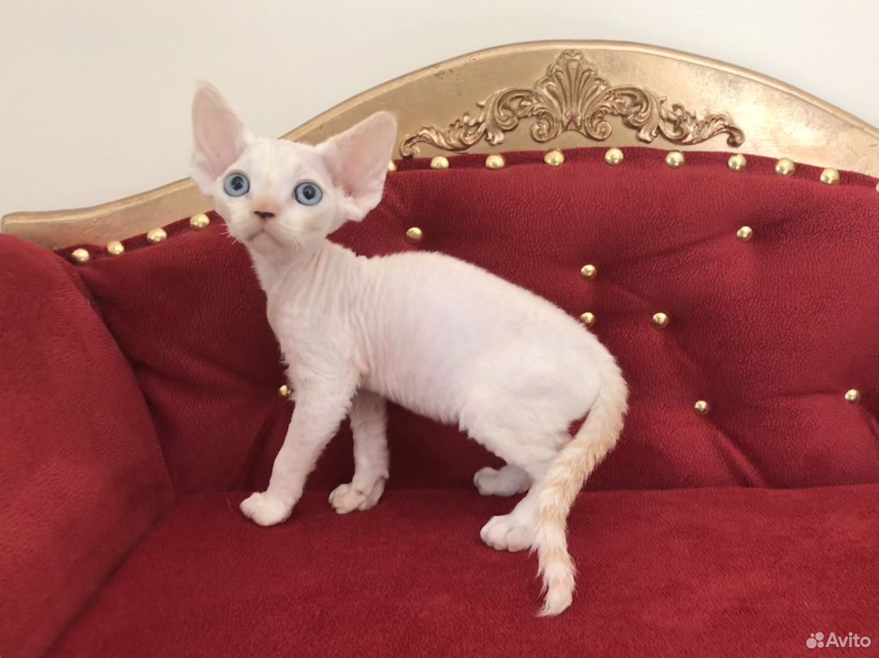 Синие глазки +Розовый носик котик девон рекс котик