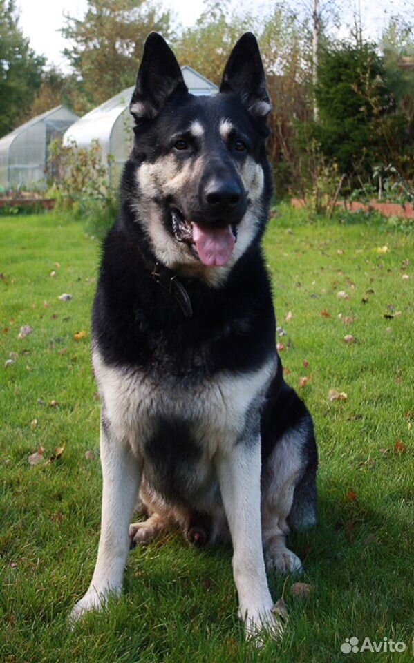 Вязка.Кобель вео