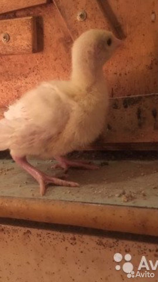 Цыплята,Индюк 7 мес на племя