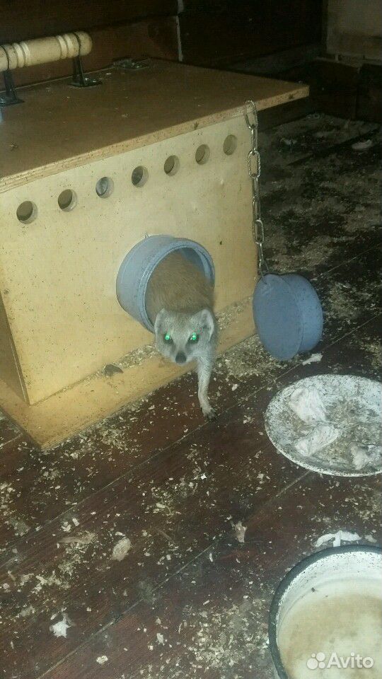 Пара мангустов