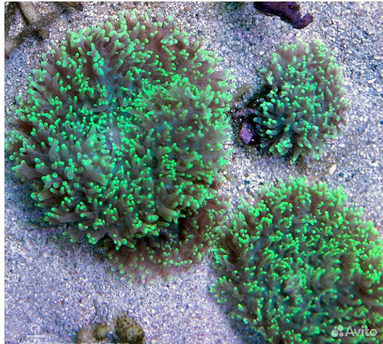 Морской коралл родактис, хетаморфа