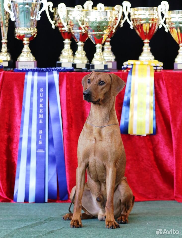 Вязка кобеля немецкого пинчера